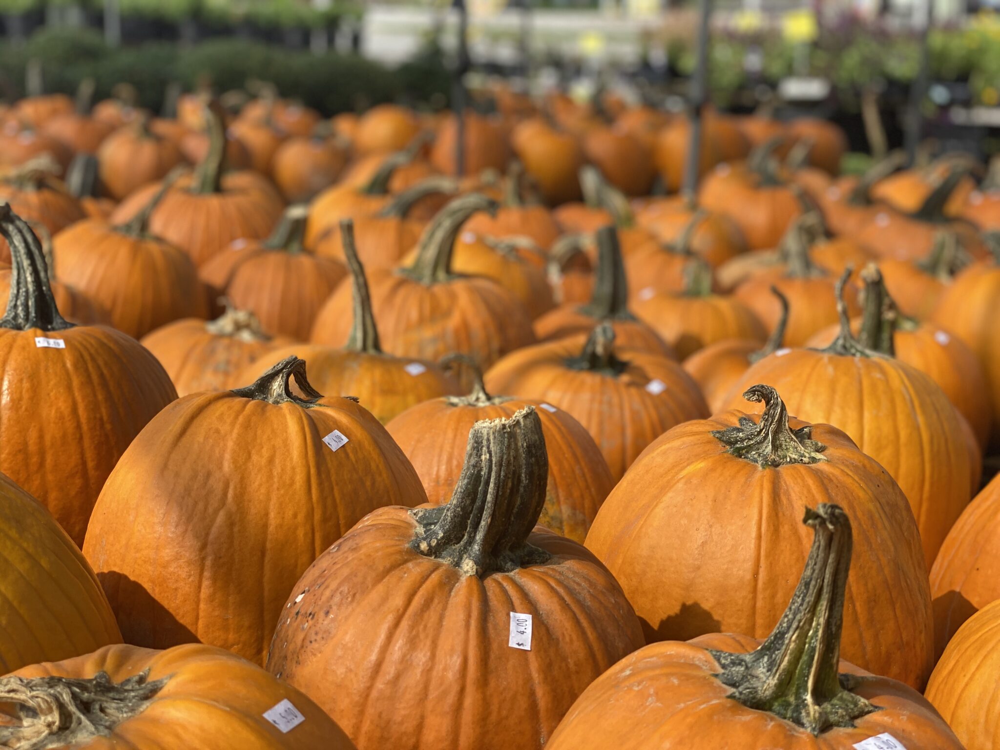 Where to Find Pumpkins Around Oldham County - Oldham Family Fun
